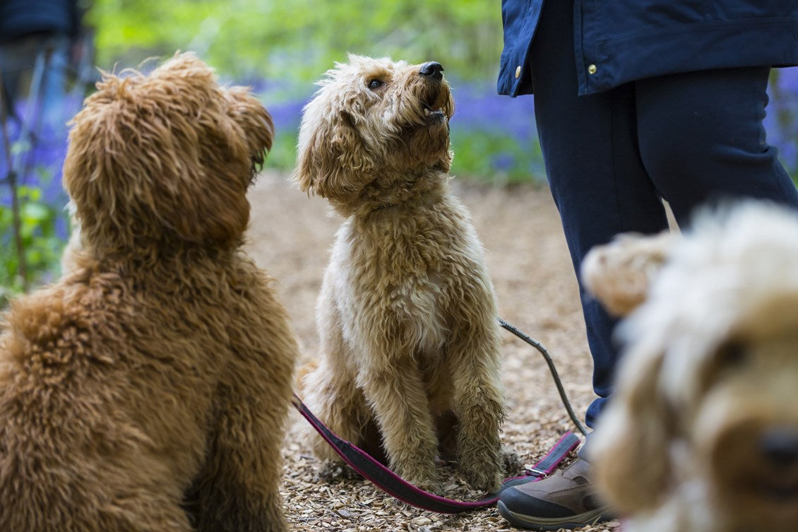 The Canine Code - National Trust Guide For Dog Owners | Forthglade
