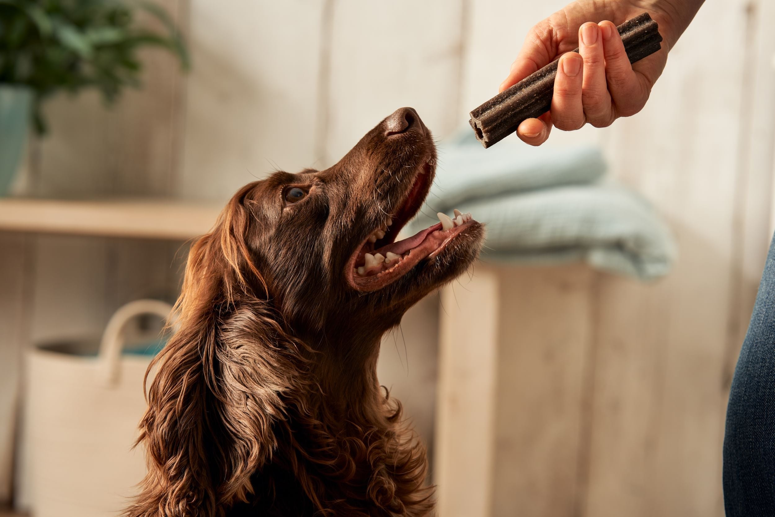 Pet Dental Month: Why Your Dog's Dental Health Matters – Forthglade