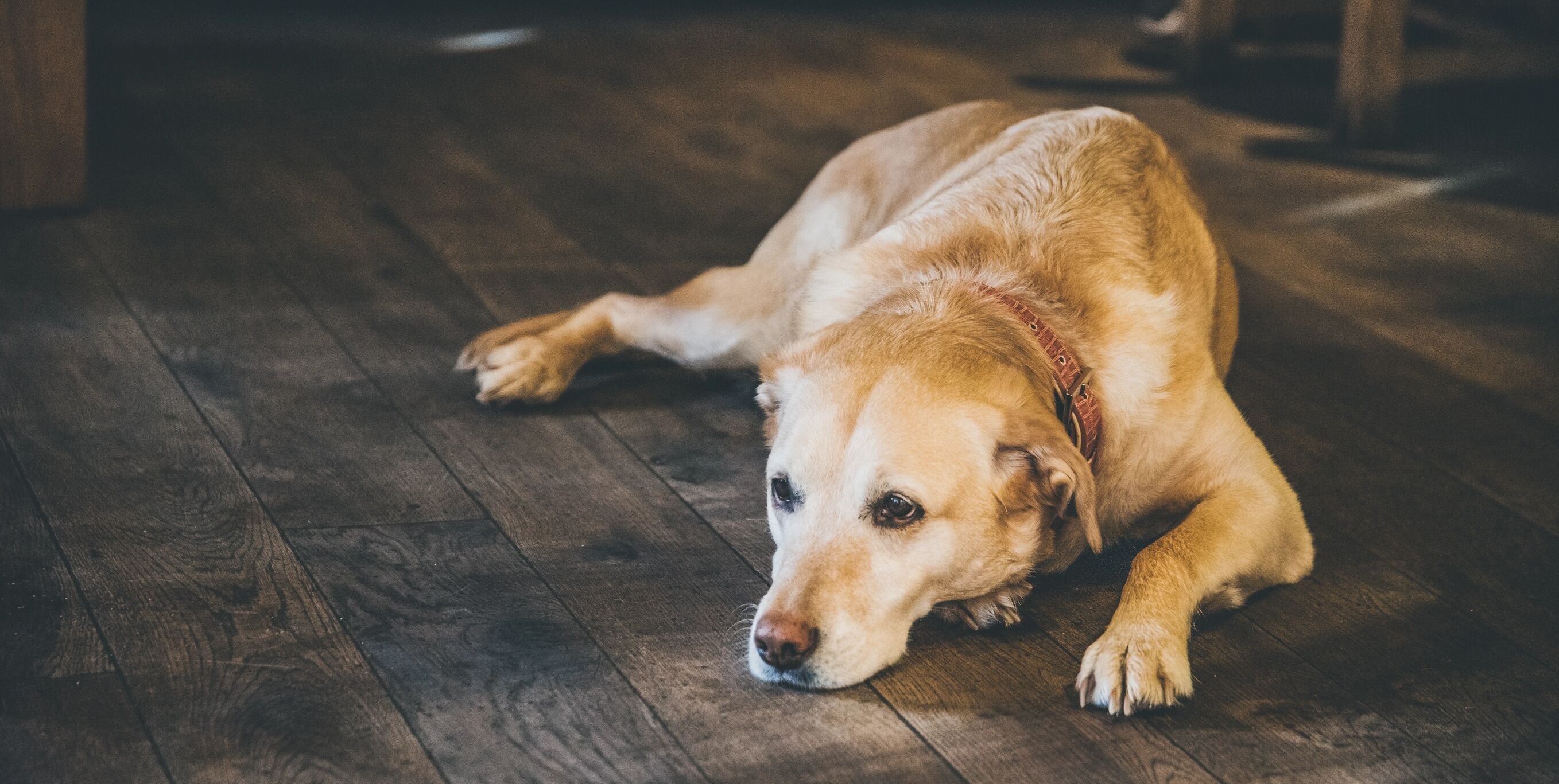 Why is my dog being sick? Dog vomiting guide | Forthglade