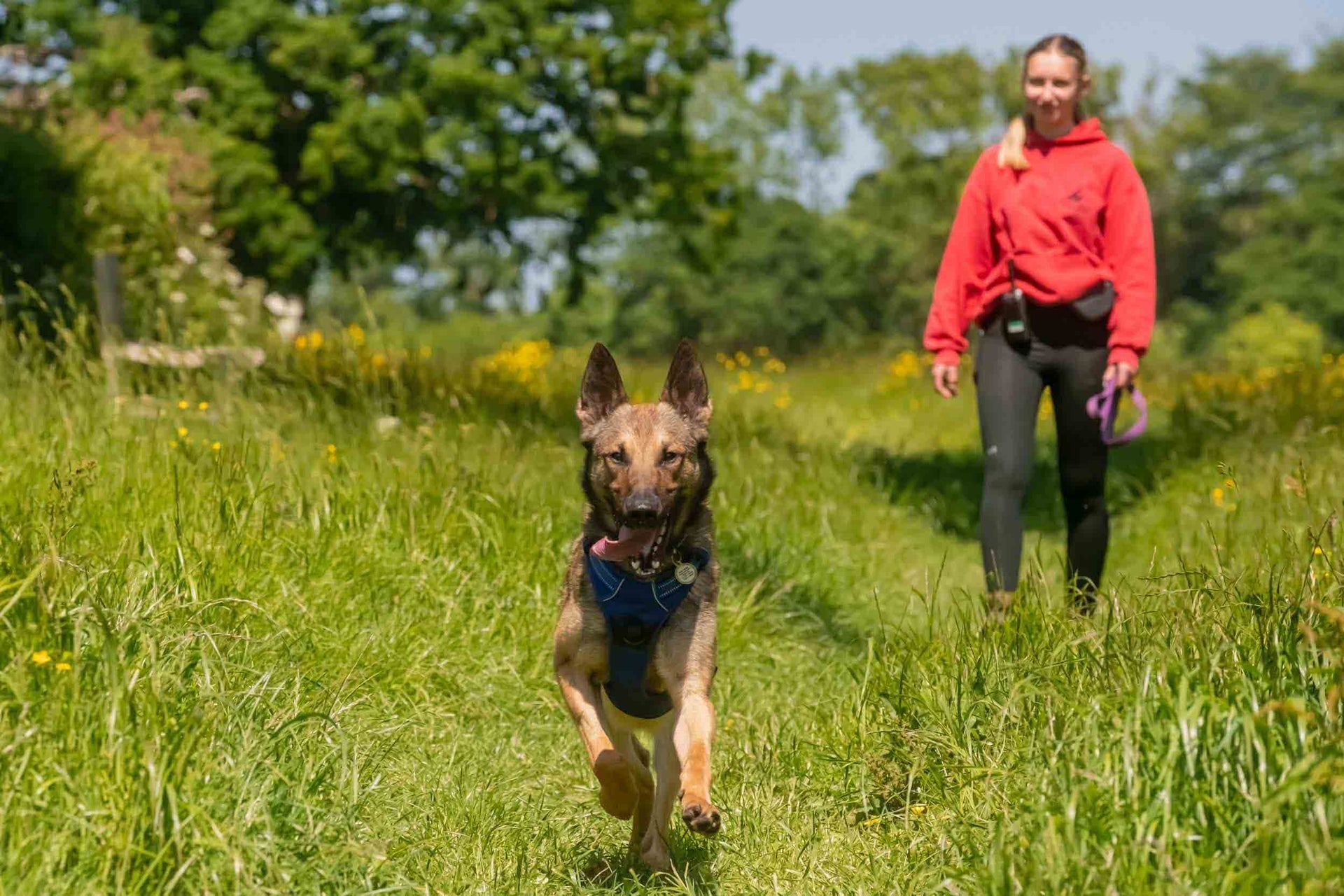 Can dogs get hay fever? A guide to symptoms and treatment – Forthglade